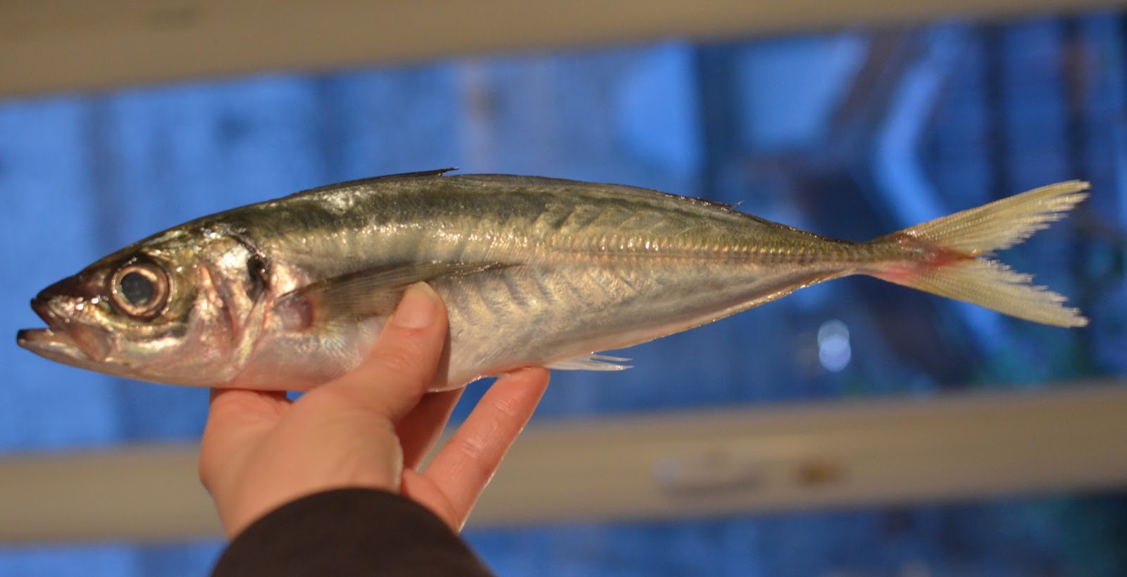 Atlantic Horse Mackerel