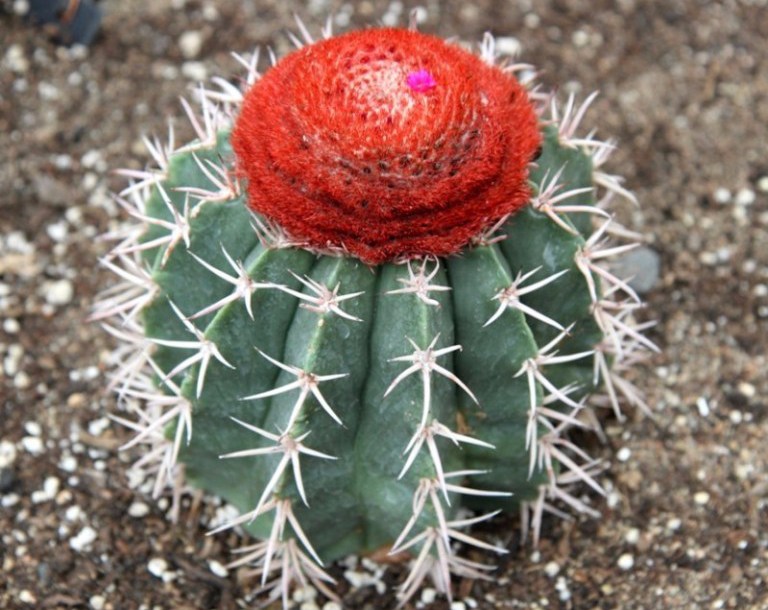 10 JENIS KAKTUS MINI YANG HARUS DIPUNYA PECINTA TANAMAN - Rinara garden ...