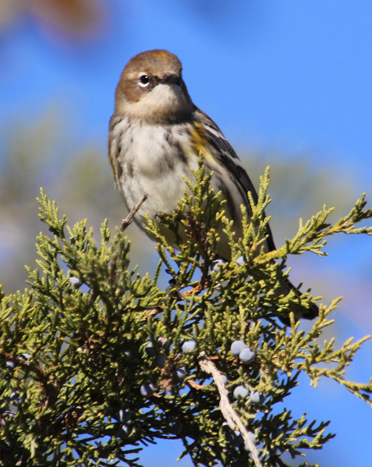 Northeast Iowa Birder: Fall Migration