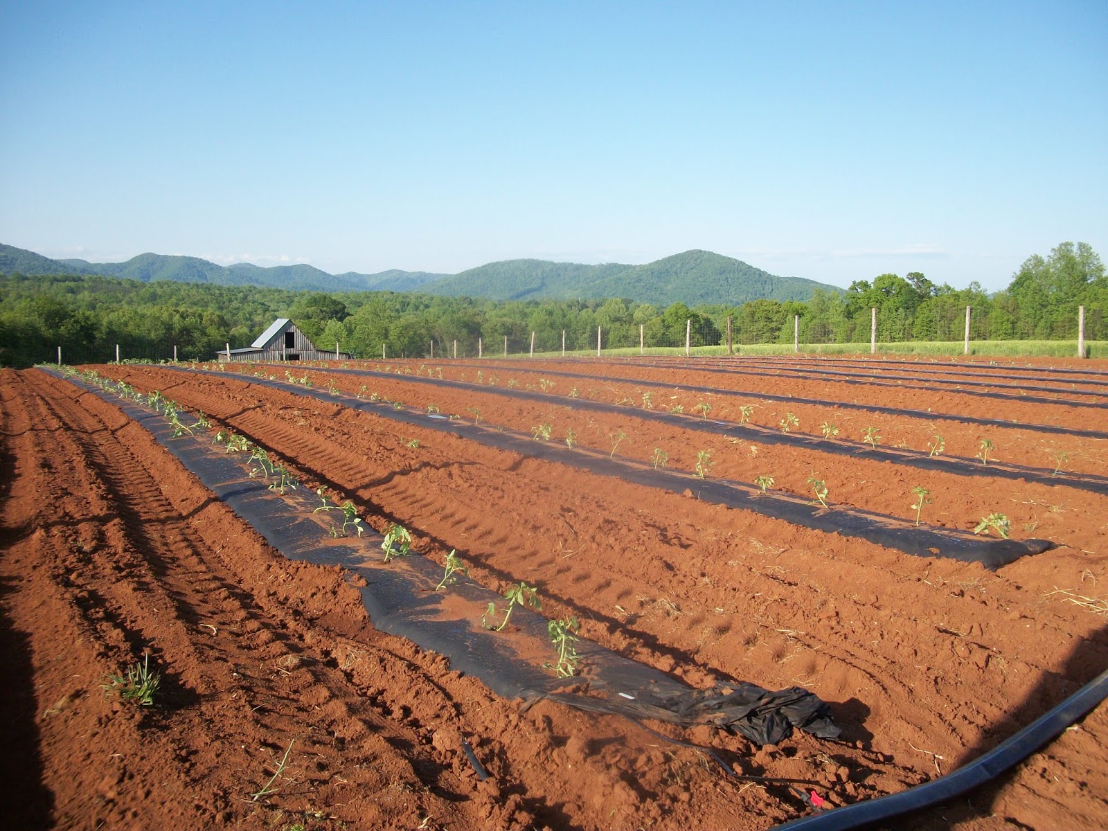 Woodridge Farm: WOOD RIDGE FARM