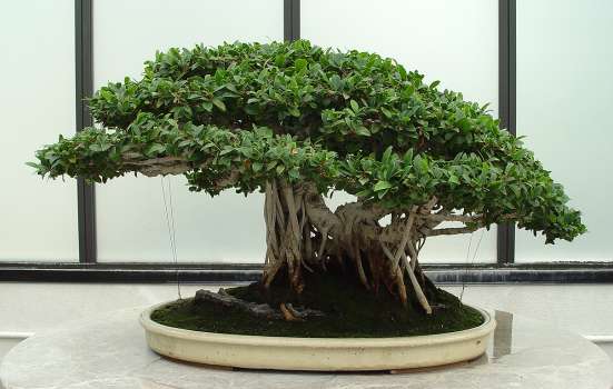 Ficus Benjamina: Multitrunk Bonsai style