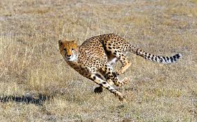 Oupa Storm se Bosstories: Jagluiperd