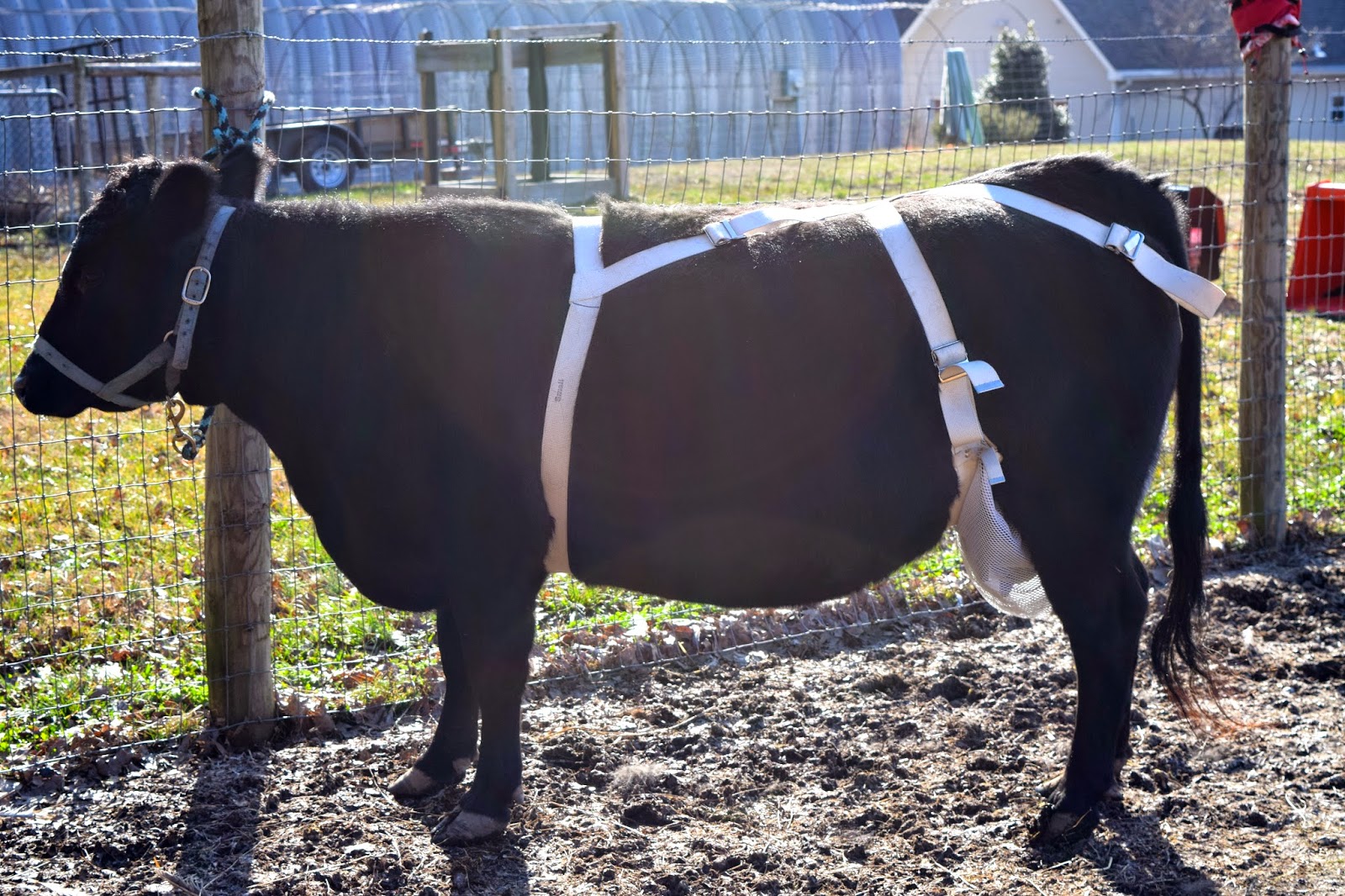 Adventures on Zephyr Hill Farm: Just When We Think We're in Charge