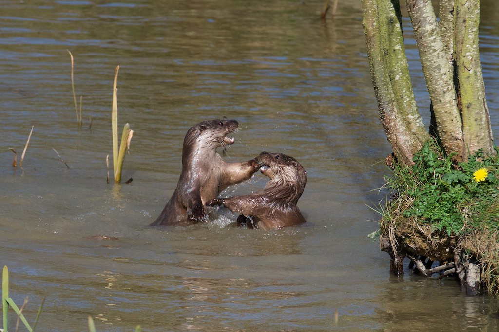 Otters Playing
