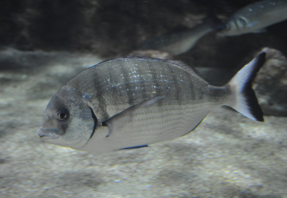 ZOOTOGRAFIANDO (6.100 ANIMALS): SARGO COMÚN / WHITE SEABREAM (Diplodus ...
