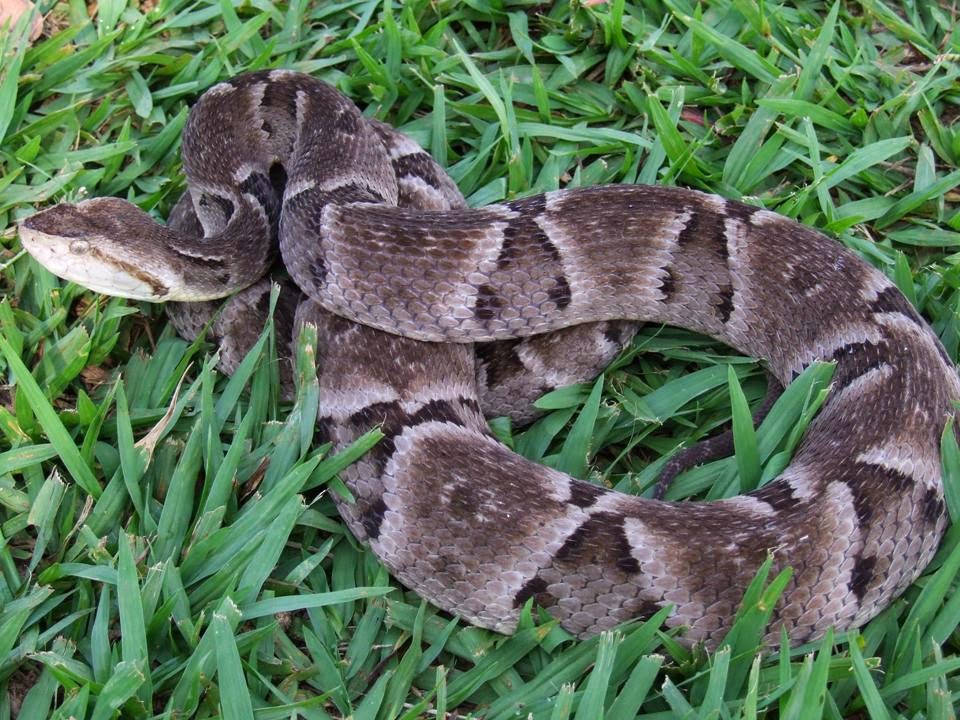 BioMania: Animais Peçonhentos: O que devemos saber sobre serpentes ...