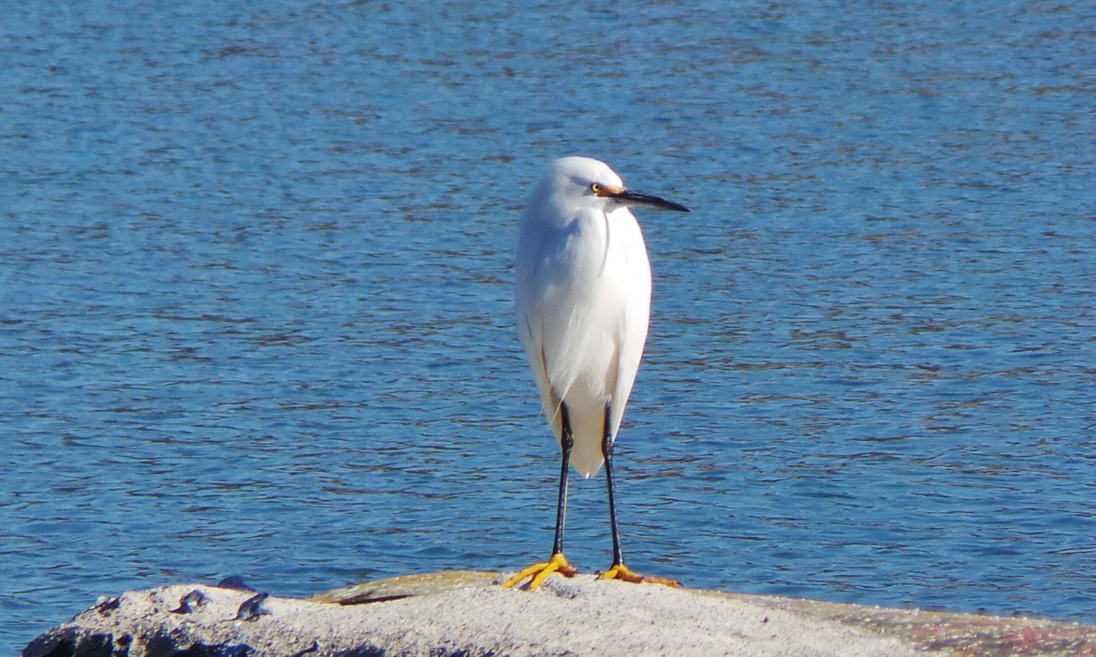 Berkeley Backyard Bird Blog: Mountain Talks Lecture: "Extraordinary ...