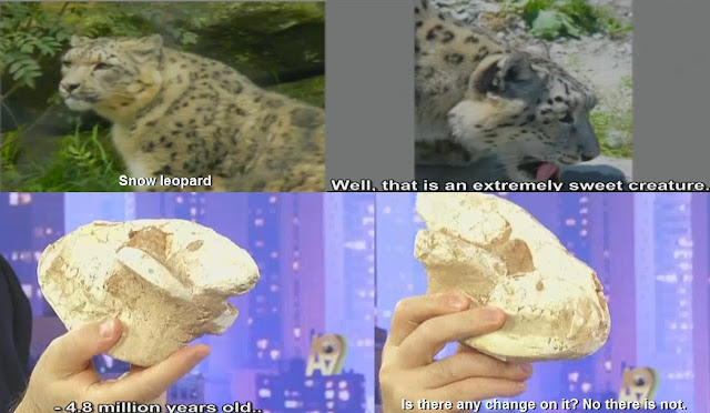 Harun Yahya - Pakistan: The fossil of the snow leopard aged 4.8 million ...