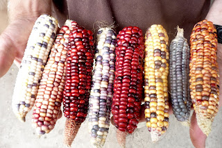 Alternative Roots Farm: 2013