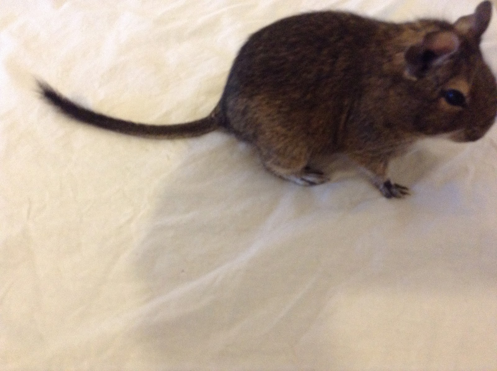 Degu Chatter: Caring For a Degu With a Shed Tail