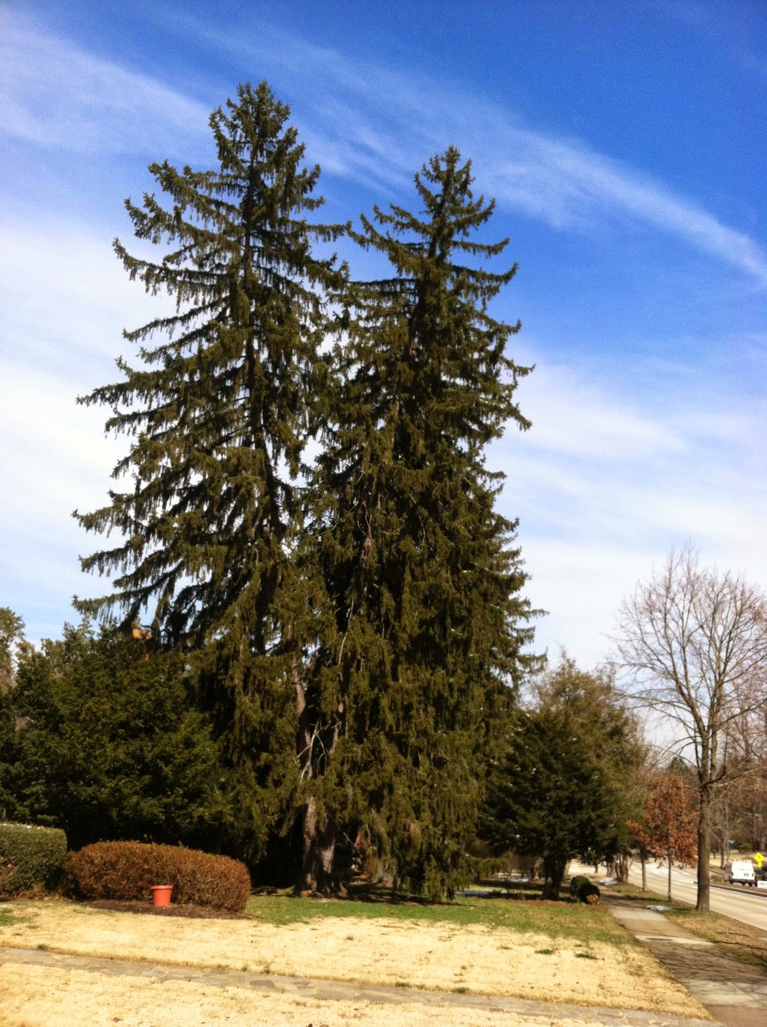 Washington DC Trees: The Scarlet Oak...in all her glory