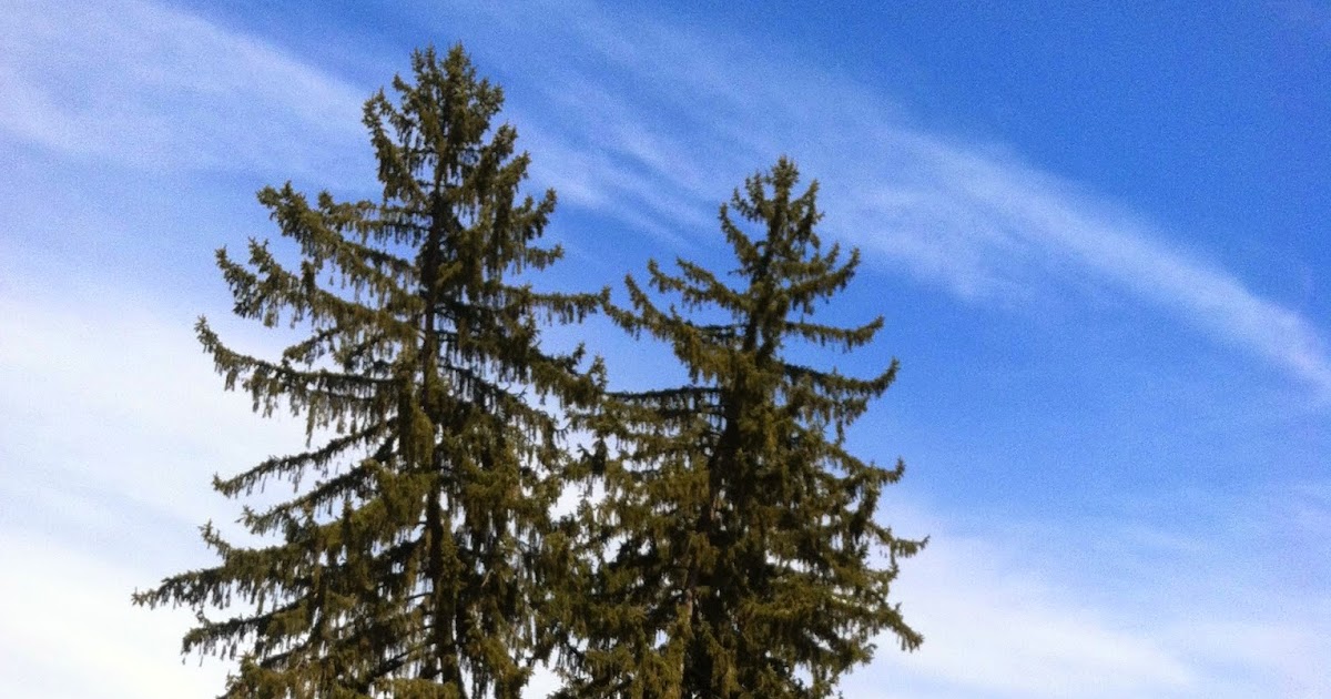 Washington DC Trees: Two in the One