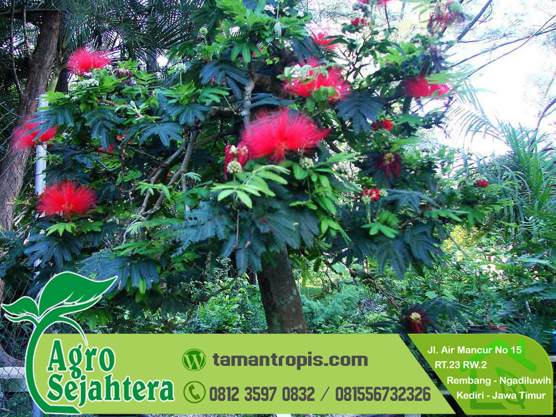 Pohon Kaliandra Merah (calliandra Calothyrsus)
