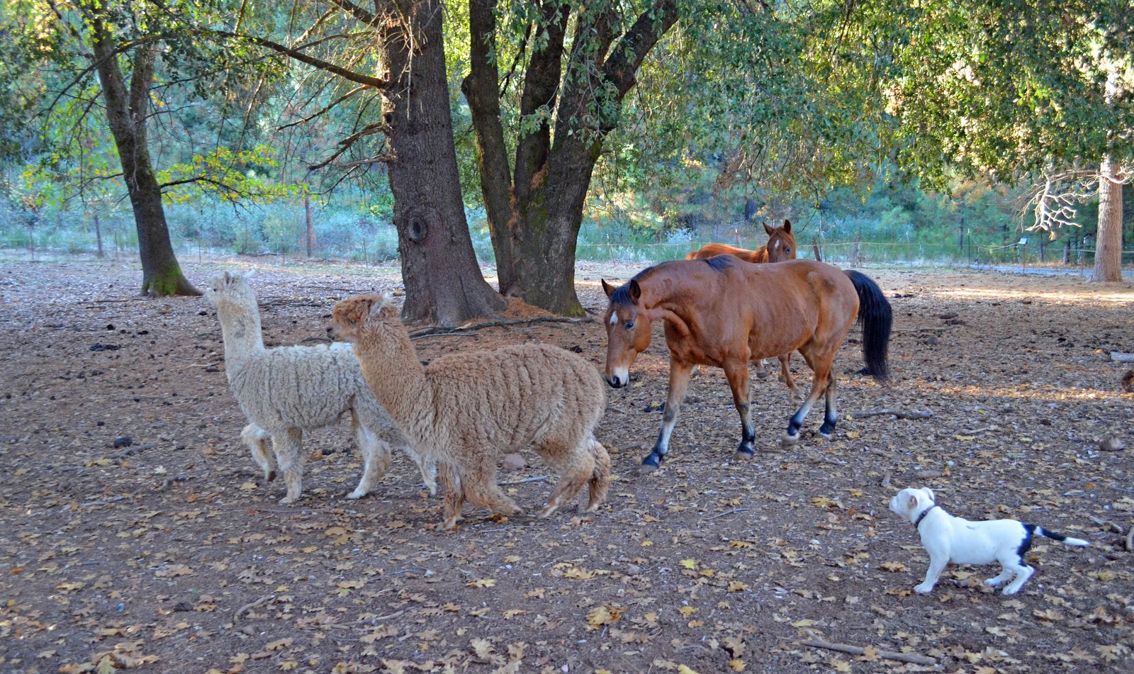 Discovering Ranch Life: Our beautiful alpacas finally have names