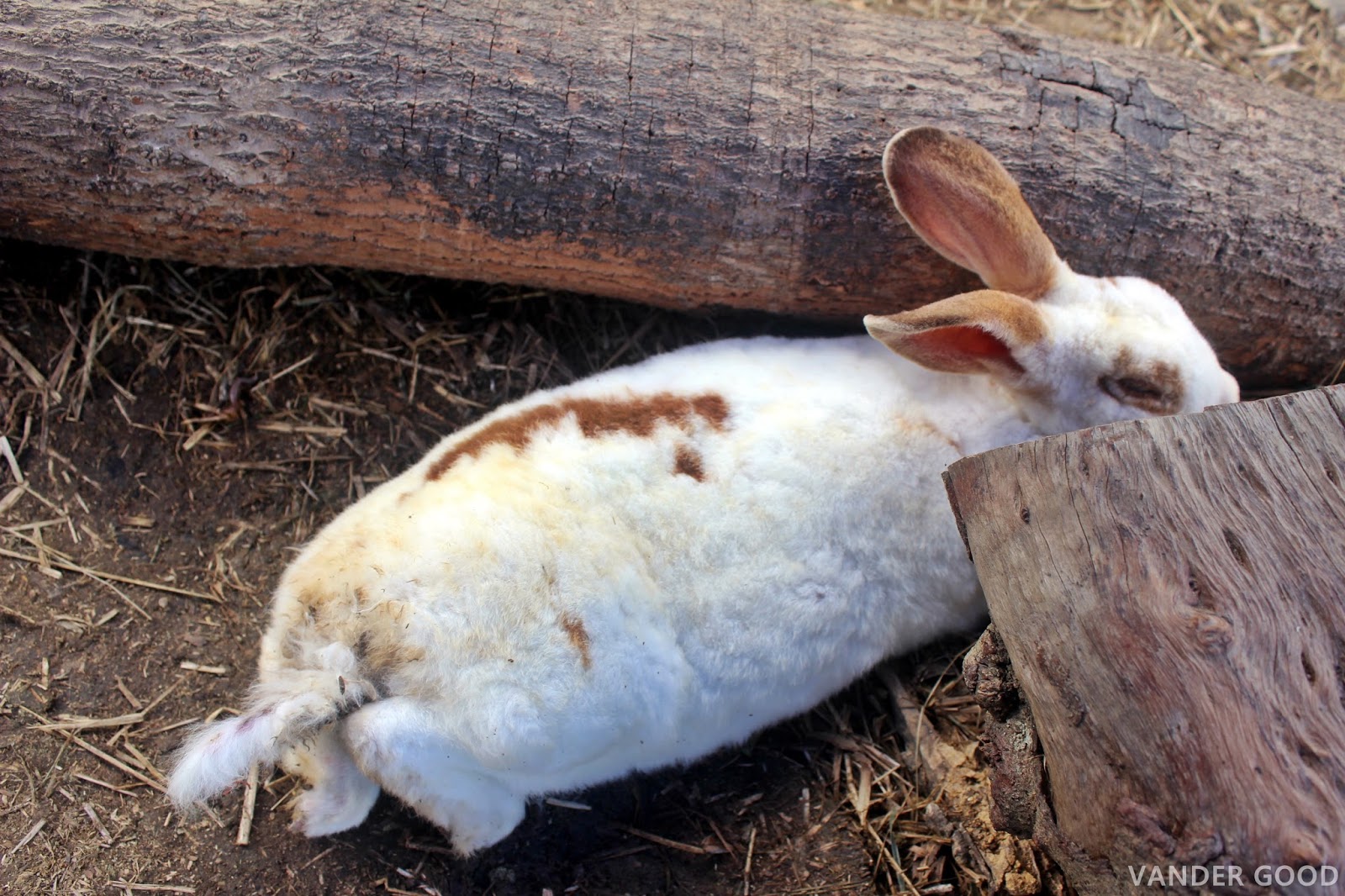 Melawat arnab-arnab yang comel di Arnab Village, Ranau, Sabah | VANDER GOOD