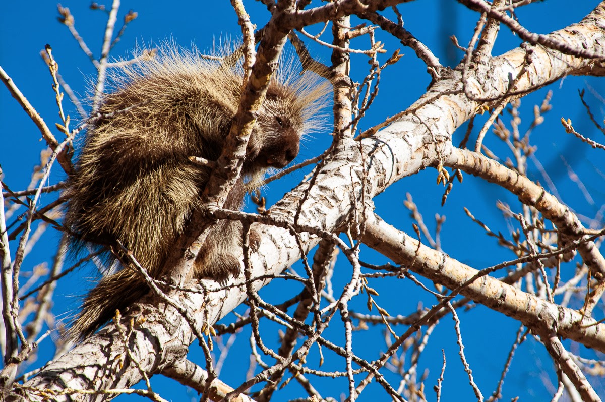 A Tree Falling: Two Buttes Reservoir State Wildlife Area