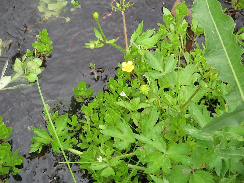 In the Company of Plants and Rocks: A Buttercup Worthy of its Name