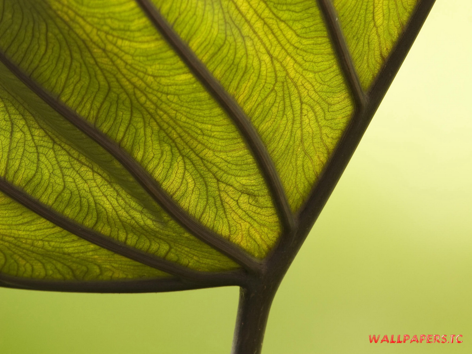 Our Beautiful World: Leaf vein