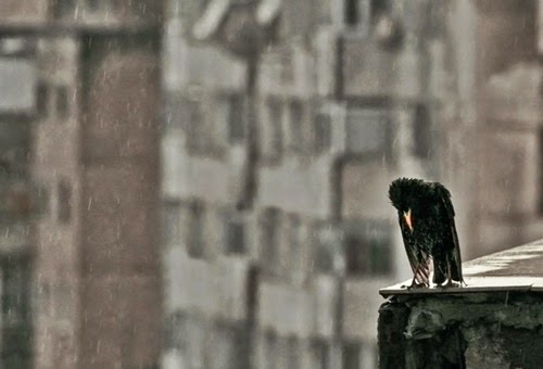 Sad Birds I am so Lonely I'm So Lonely...