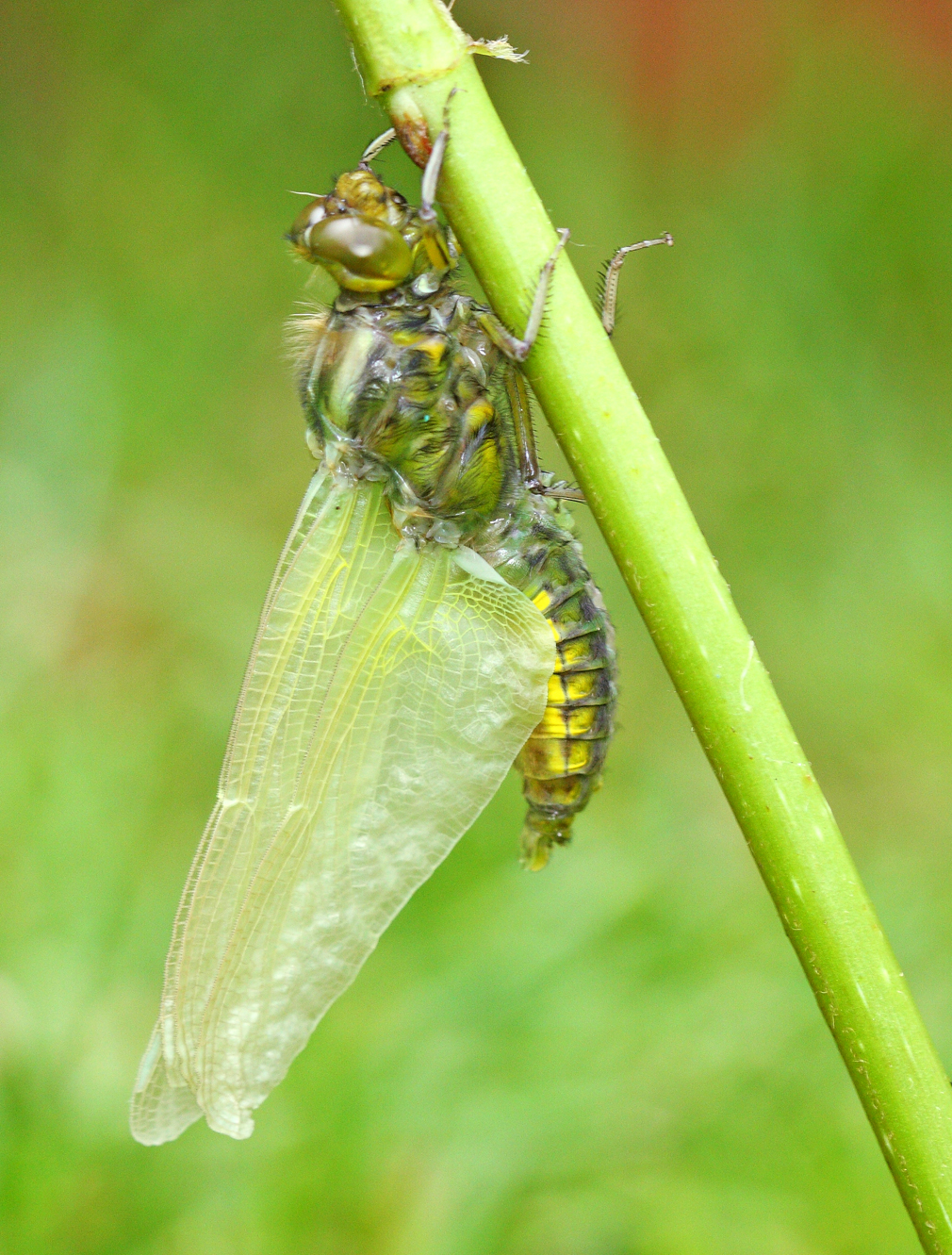JJ's Photographic nature blog: Cuckoo spit and fly **** (apologies ...