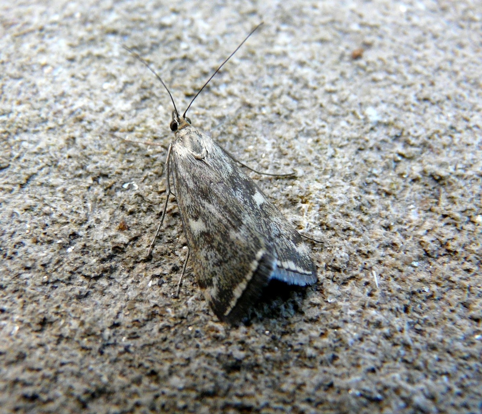 birdingexmouth: French Moths