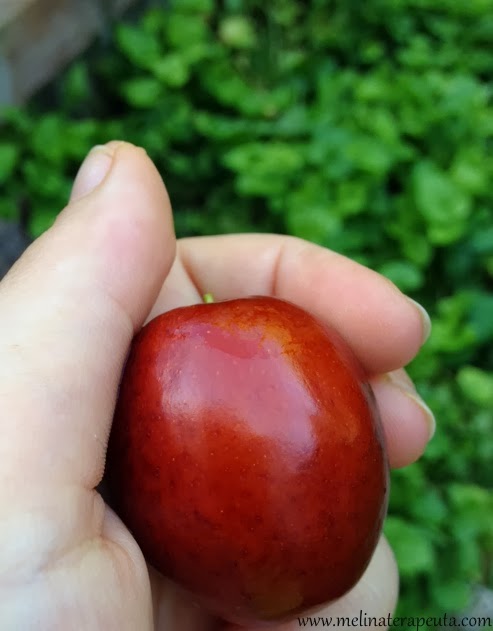 Esencia de la Medicina Tradicional China: Recolectando el "gran" el ...