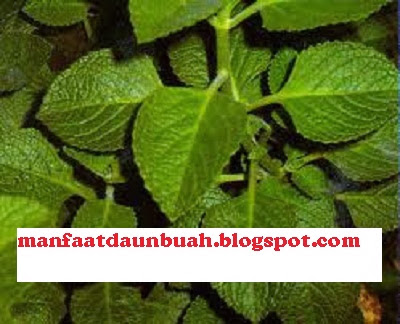 Manfaat Khasiat Daun Jinten untuk Kesehatan Tubuh