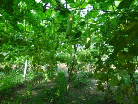 Small Farms Success Story: Creeper Vegetable Cultivation