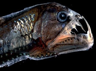 Deep Sea Creatures: Deep Sea Dragonfish