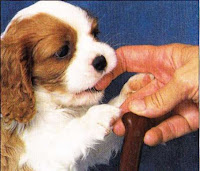 Môj pes Cavalier: Šteniatko