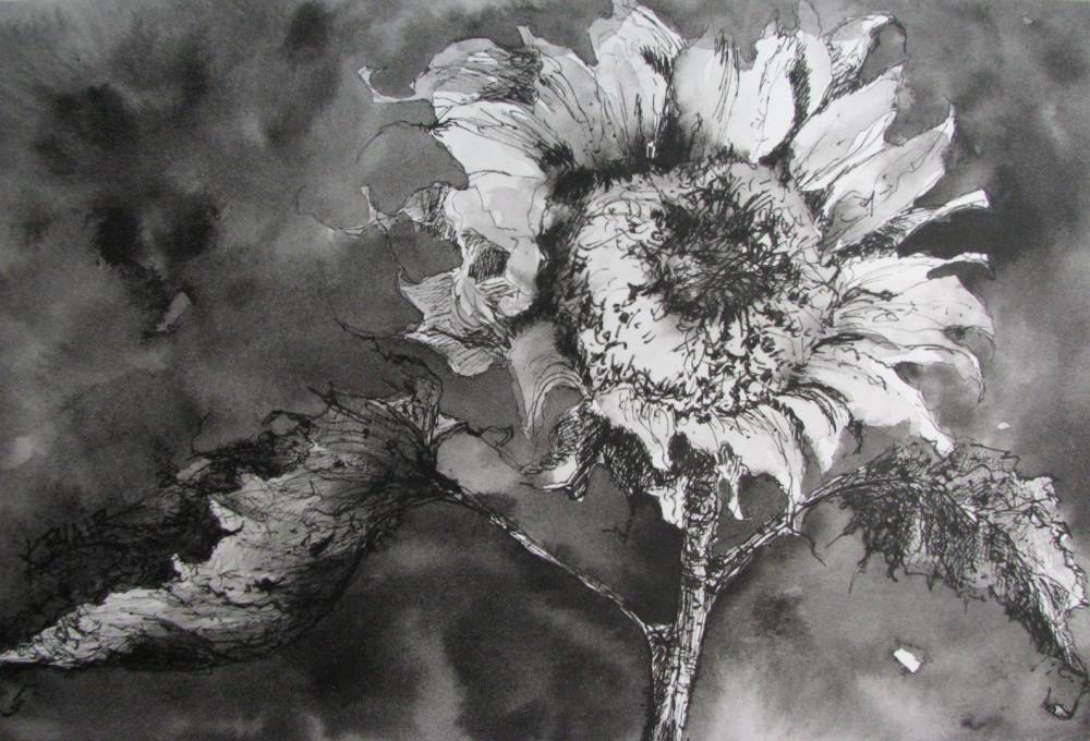 Kim Blair Artist: Pen and Ink Drawing of a Sunflower, Gothic Sun, Kim Blair