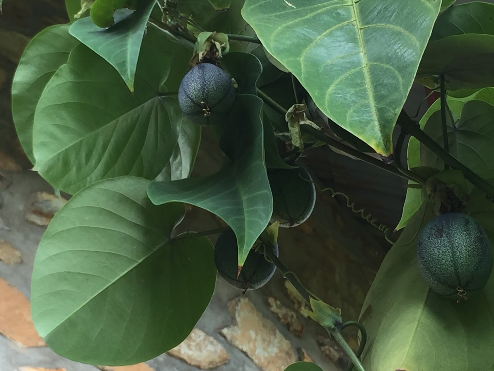 leptitludeparlemonde: barbadine