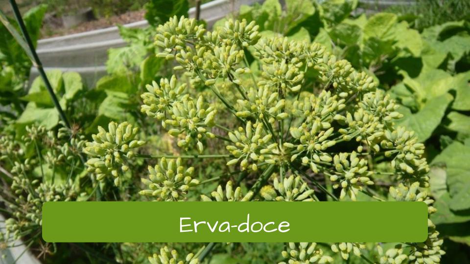 Eu amo minha família, minha casa, minha vida: Quais os benefícios da ...