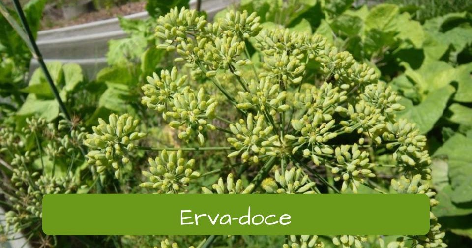 Eu amo minha família, minha casa, minha vida: Quais os benefícios da ...