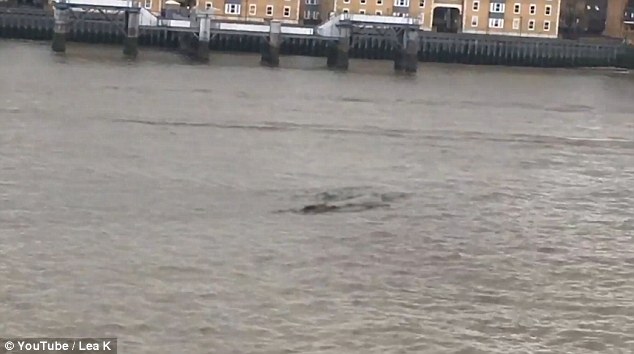 Beasts of Britain: TAMSIN, THE RIVER THAMES MONSTER