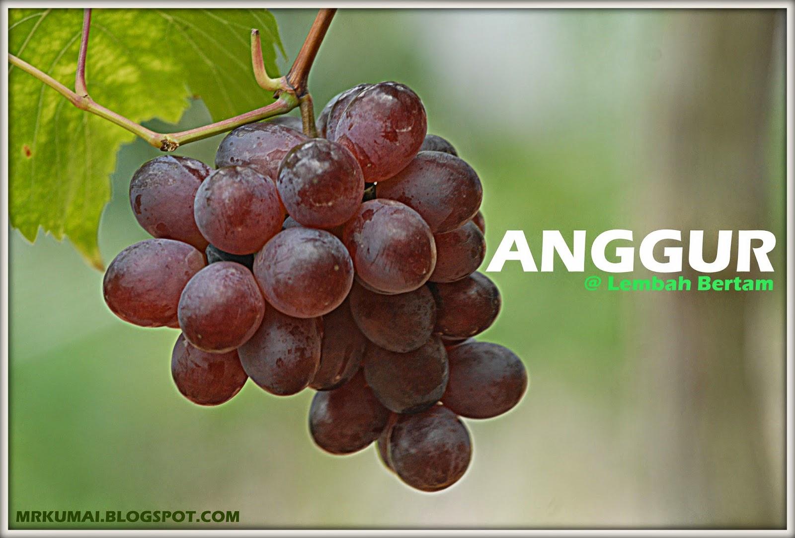 mrkumai.blogspot.com: Kebun anggur @ Lembah Bertam