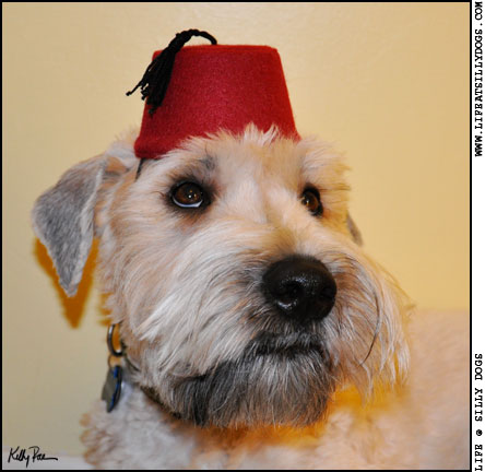 Life @ Silly Dogs: FEZZES FOR DOGS