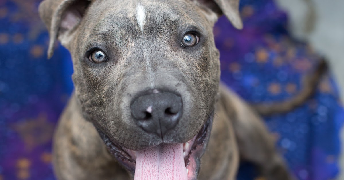 Shelter Dogs of Portland: "BOO" lively blue pitbull puppy