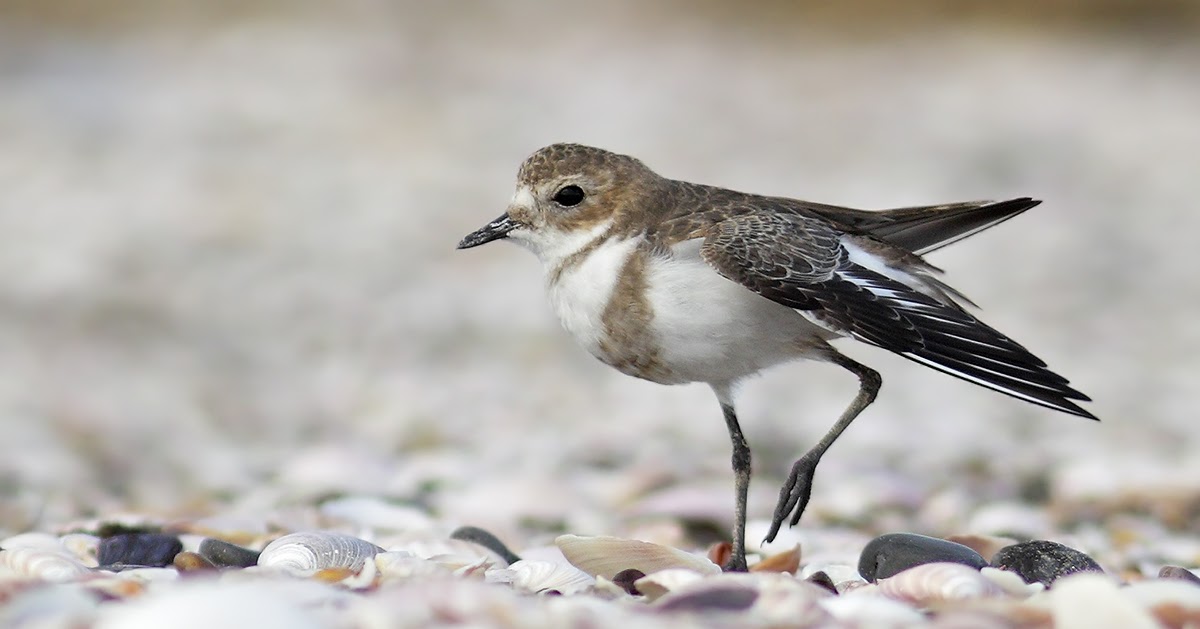 mis fotos de aves: Charadrius falklandicus Chorlito Doble Collar Two ...