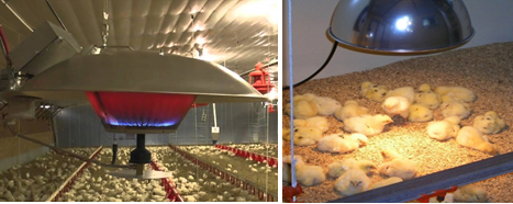 PRODUCCIÓN DE POLLOS DE ENGORDE: ELEMENTOS NECESARIOS EN UN GALPÓN