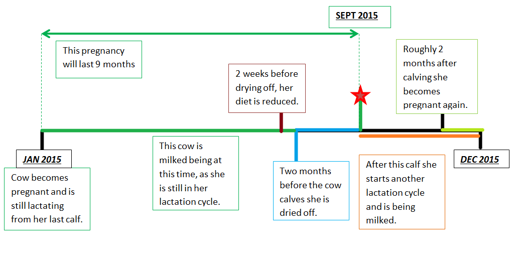 When, What and Why is a 'Dry Period' in Cattle - Vet in Training
