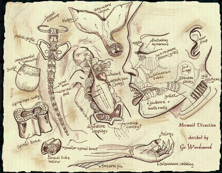 Mermaids : Blog Post 1: Habits and Sightings