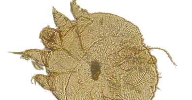 Familia Canina: La Sarna Canina