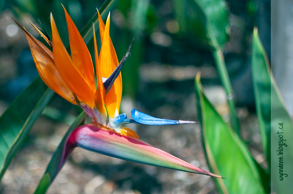 Wynn Anne's Meanderings: California: Flora