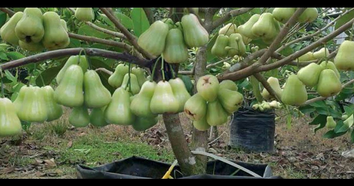 Memilih Jenis Jambu Air Terbaik untuk Ditanam - Rumah Petani