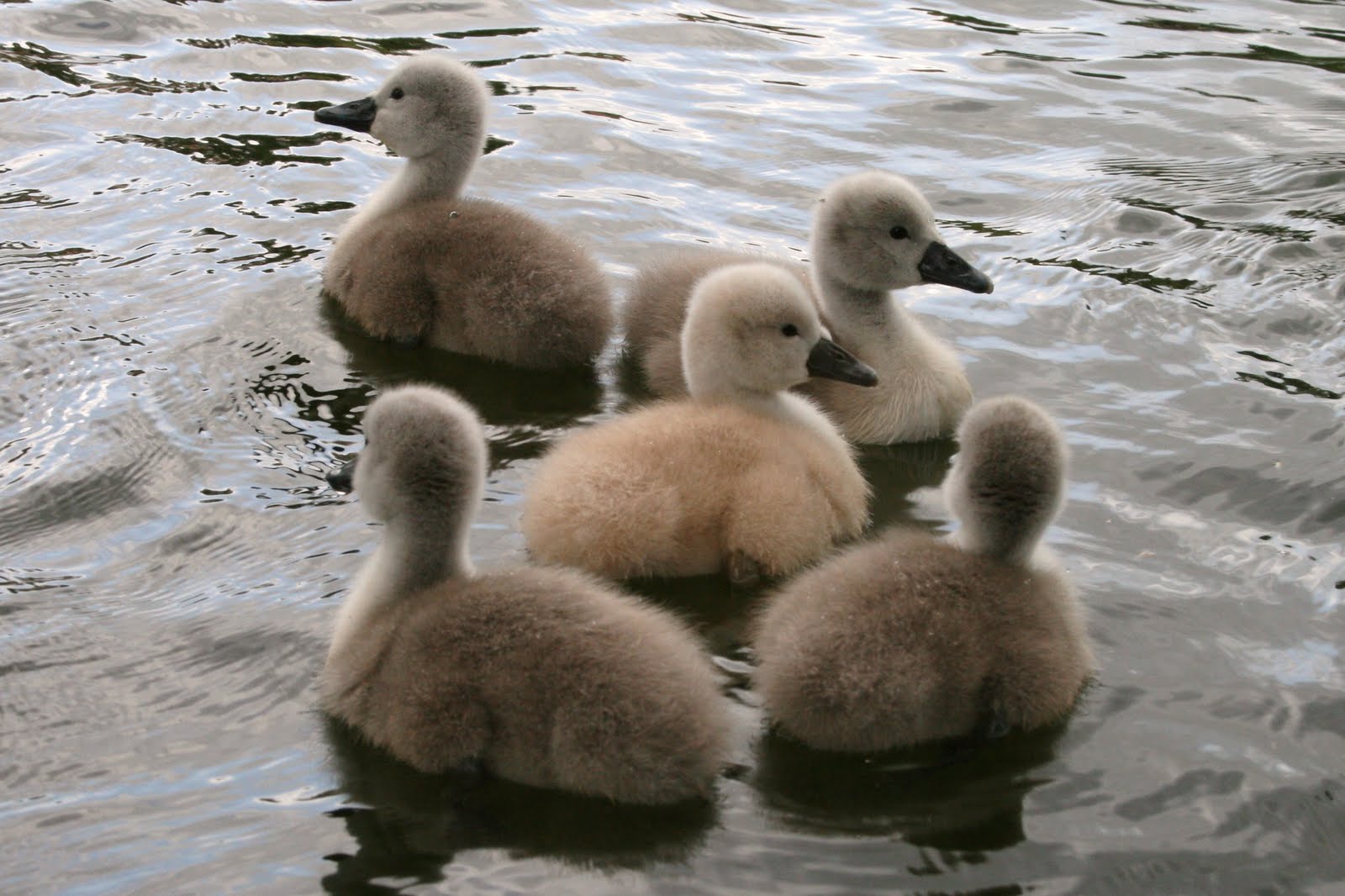 Svaner i Søllerød Sø: HVID SVANEUNGE