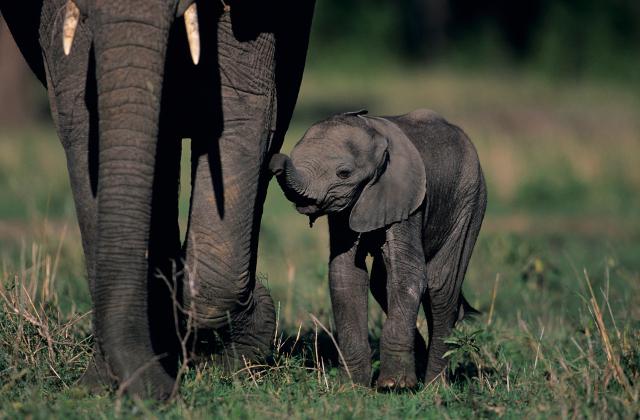 El Mundo de los Elefantes: 5 Datos Curiosos de Elefantes.