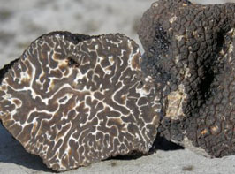 Solier-Truffle: Gödöllő a szarvasgomba fővárosa