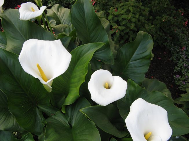 Gone To Smell the Roses: It is Summer in South Africa right now