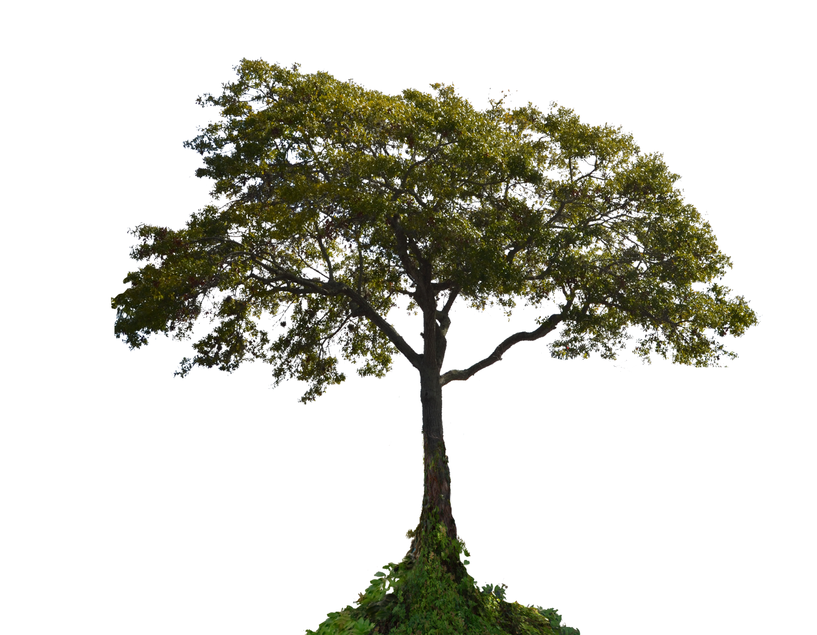 Alone manipulation edit images